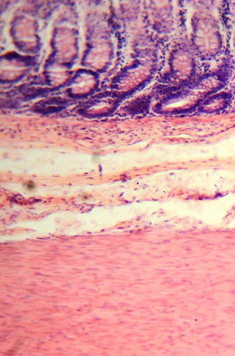 What Is a Pathologists’ Assistant? A Complete Guide to the PA Role