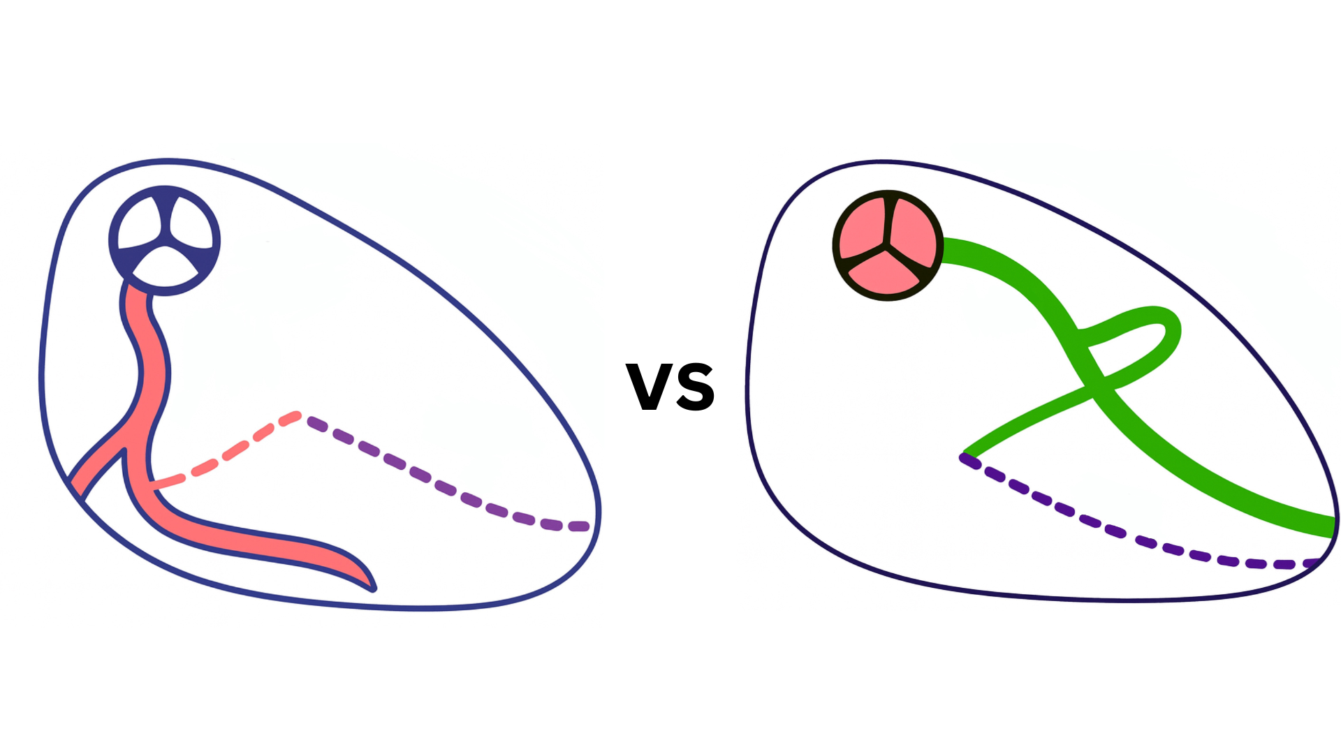 Right vs Left Coronary Dominance Explained